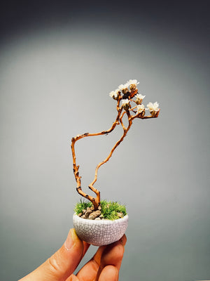 Products – Slow Green